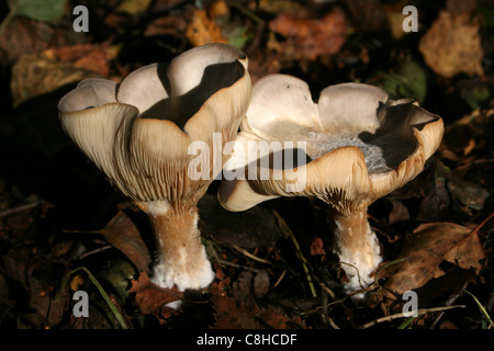 The Miller Fungi - Clitopilus prunulus Stock Photo - Alamy