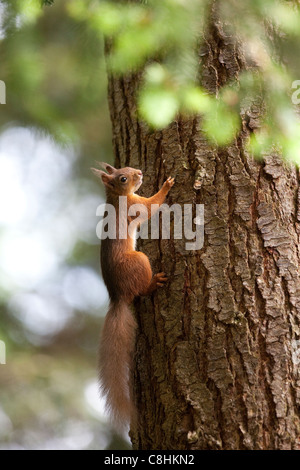 Cute red squirrel hidden in branches on coniferous tree looking ...