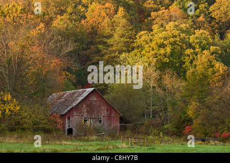 A forest in Brown County Indiana with fall foliage Stock Photo ...