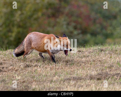 Red fox, mouth open Stock Photo - Alamy