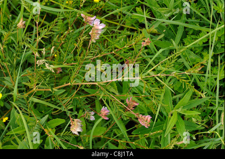 Wood Bitter-vetch, Vicia orobus Stock Photo - Alamy