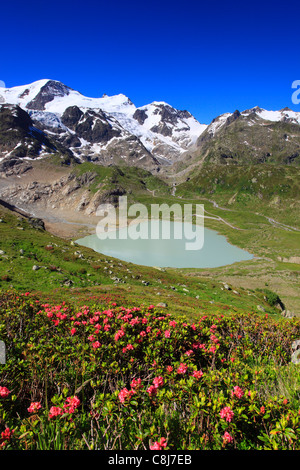 Alp, the Alps, alpine rose, alpine roses, mountain, mountains, Bern ...