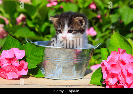 3 weeks, flower, flowers, garden, house, home, Animal, domestic animal ...