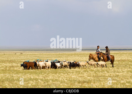 Mongolian nomadic herder on horseback corrals his herd of Kashmir goats ...