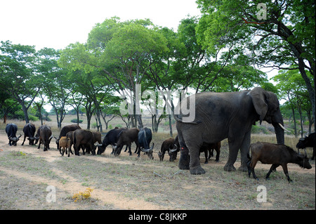 Nzou, a 35-year-old orphaned female elephant became the Matriarch of a ...