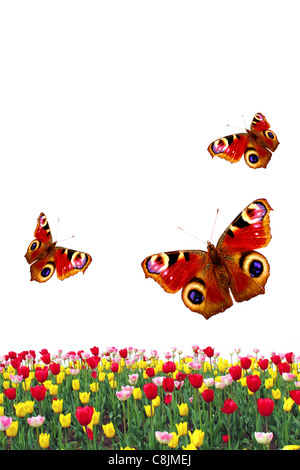 Yellow Tulips with a Butterfly on Light Background Stock Photo - Alamy