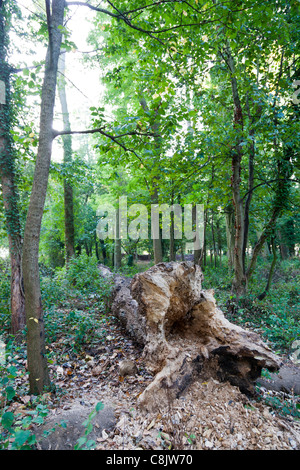 Fallen Tree in small spinney Stock Photo - Alamy