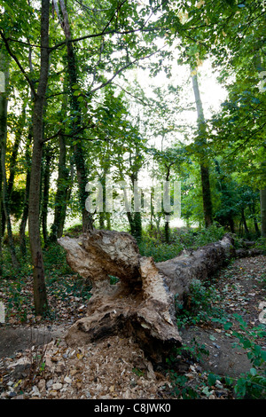 Fallen Tree in small spinney Stock Photo - Alamy