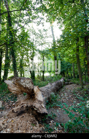 Fallen Tree in small spinney Stock Photo - Alamy