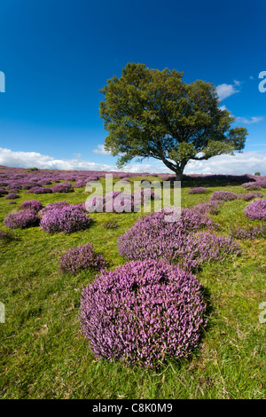 Lone Tree and Heather, Birk Brow, North Yorkshire Stock Photo - Alamy