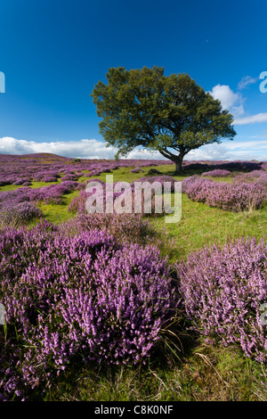 Lone Tree and Heather, Birk Brow, North Yorkshire Stock Photo - Alamy