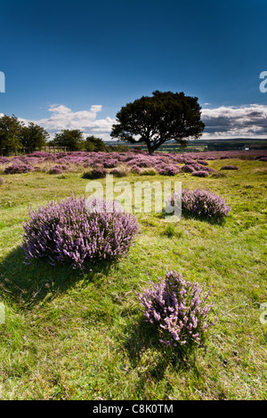 Lone Tree and Heather, Birk Brow, North Yorkshire Stock Photo - Alamy