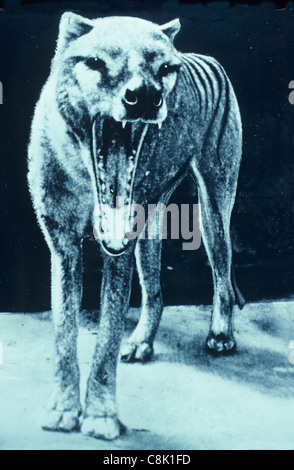 Thylacine Thylacinus cynocephalus Historical photo Hobart Zoo Tasmania ...
