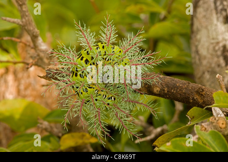 Saturniid moth caterpillar - (Automeris metzli) - Costa Rica Stock ...