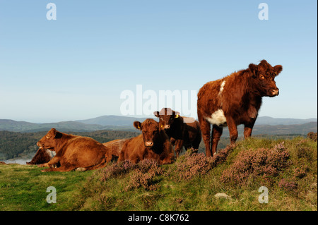 Luing cattle on the summit of Gummers How Lake Windermere Stock Photo ...