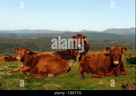 Luing cattle on the summit of Gummers How Lake Windermere Stock Photo ...