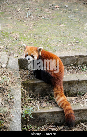 The Red Panda, Ailurus fulgens, or "shining cat", is a small arboreal ...