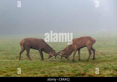 Red dear fighting during annual rut Stock Photo - Alamy