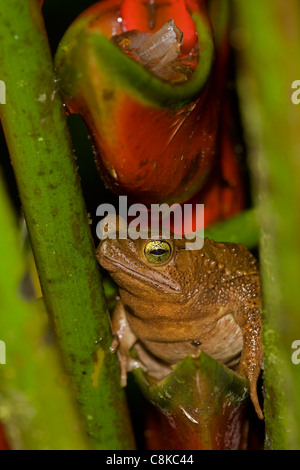 Green Climbing Toad - (Bufo coniferus) - Costa Rica - arboreal Stock ...