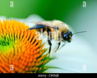 bee on flower macro nature Stock Photo - Alamy