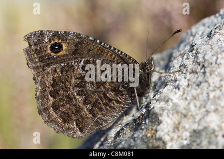 Black Satyr butterfly female - Satyrus actaea Stock Photo - Alamy