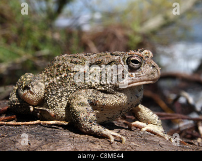 Fowler's Toad (Bufo fowleri) in rock garden dining on an earthworm ...