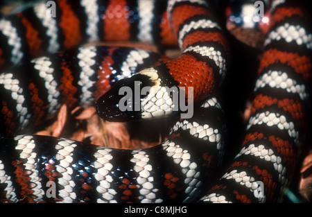 California mountain kingsnake (Lampropeltis zonata) in habitat, one of ...