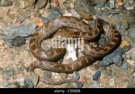 Cedros Island night snake, Hypsiglena ochrorhynchus baueri, Baja ...