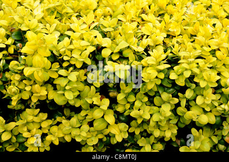 low clipped buxus box hedge closeup selective focus evergreens surfaces ...