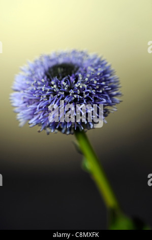 Common globe daisy (Globularia vulgaris), Bollenberg, Haut-Rhin, France ...
