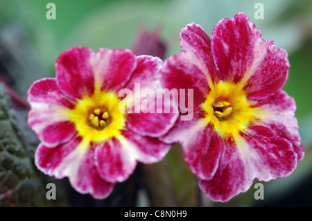 Primula polyanthus 'Dark Rosaleen' purplish-red flowers with a central ...