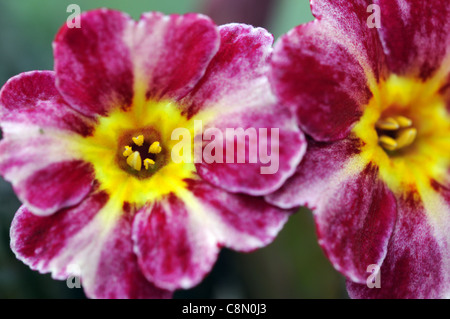 Primula polyanthus 'Dark Rosaleen' purplish-red flowers with a central ...