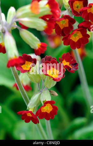 Primula veris Sunset Shades,primulas,cowslip,cowslips,red,yellow,flower ...
