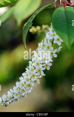 Prunus Blushing Bride Oku Miyako 'Shogetsu' flowering cherry tree Stock ...