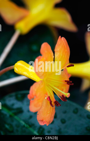 Rhododendron Sunny orange flowers Lepidote bushy half hardy perennial ...