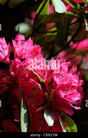 pink rhododendron flowers flower bloom blooms blossoms large tree ...