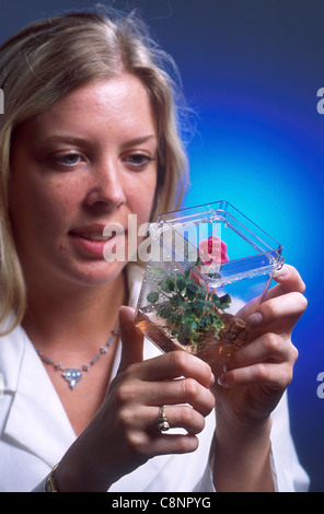 Laboratory grown plant Stock Photo - Alamy