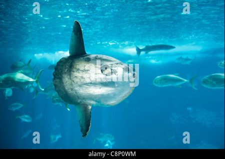 ocean sunfish (Mola mola), swimming Stock Photo - Alamy