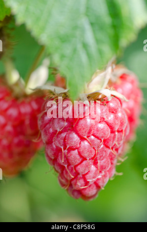 Close-up of three raspberries (Rubus idaeus) on a mirror, studio ...