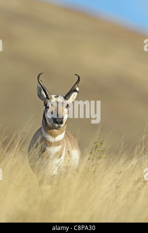 Pronghorn Antelope (Antilocapra americana) buck running on prairie ...