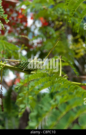 handmade cicada souvenir, Cuba Stock Photo - Alamy