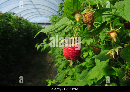 Raspberries growing in a greenhouse on a farm in Rimouski, Quebec ...