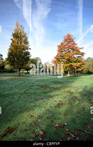 Autumn sun on an autumn colored English park leaves colour blue tree ...