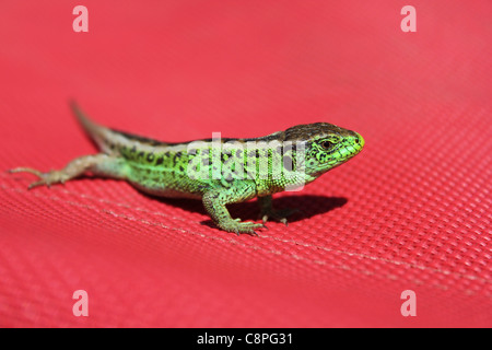 A closeup shot of a lizard sunbathing on a rock Stock Photo - Alamy