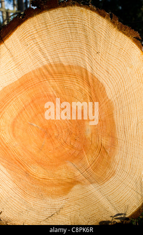 Pine tree stem, cross section, 20X light micrograph. Conifer tree in ...