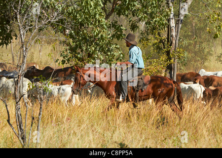 Northern Territory Australia Mustering cattle with a helicopter horses ...
