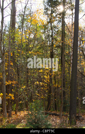 Trees of Autumn Stock Photo - Alamy