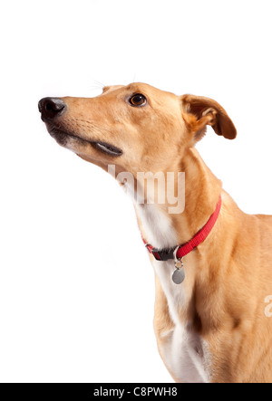 Retired racing greyhound, studio portrait in profile Stock Photo - Alamy