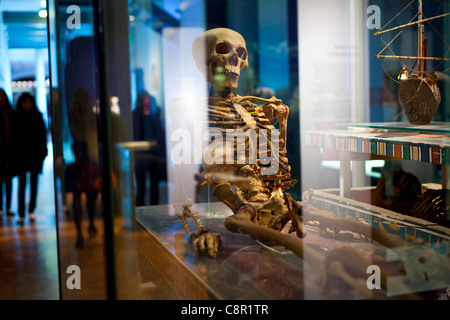 The skeleton of an Egyptian mummy on display at the Manchester Museum ...