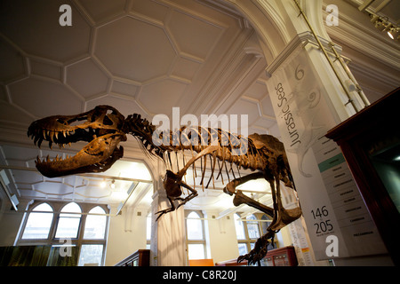 T-Rex skeleton at Manchester Museum Stock Photo - Alamy